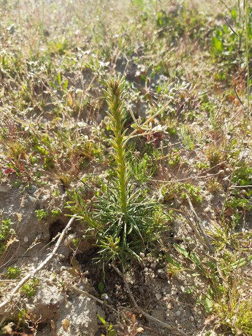 Conseils forestiers : optimiser votre forêt