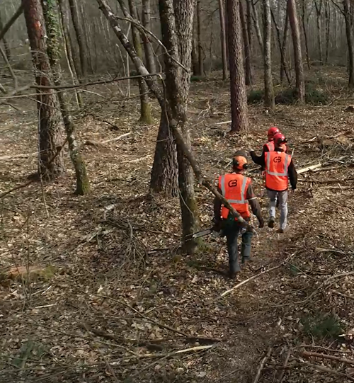 Exploitation forestière : gérons votre foret