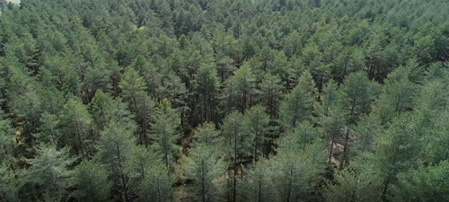 Exploitation forestière : gérons votre foret